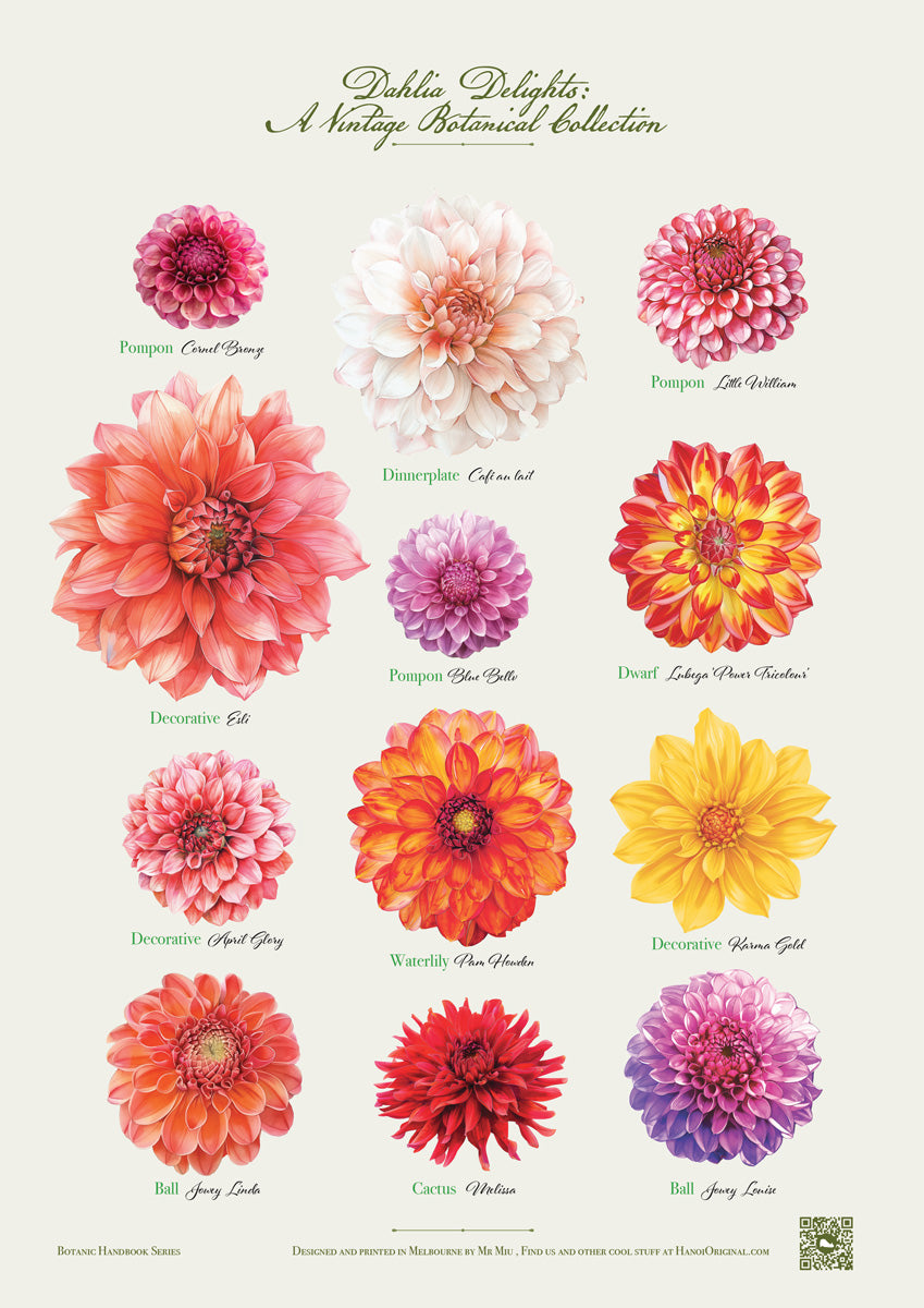 Dahlia delights: a vintage botanical collection A3 and A4 poster ...